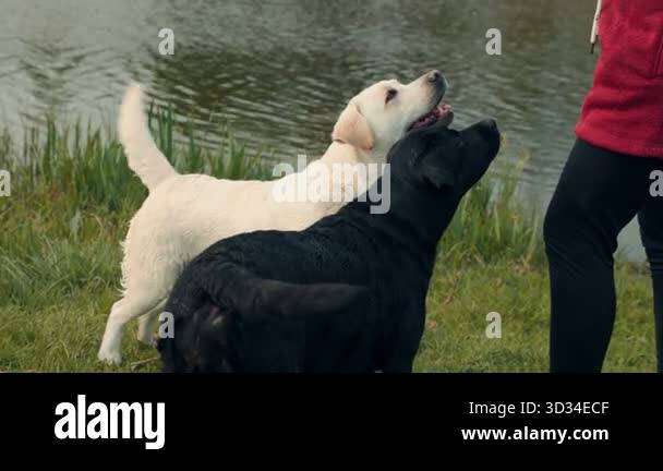 Two playful dogs enjoy a sunny afternoon by a serene lake, one yellow ...