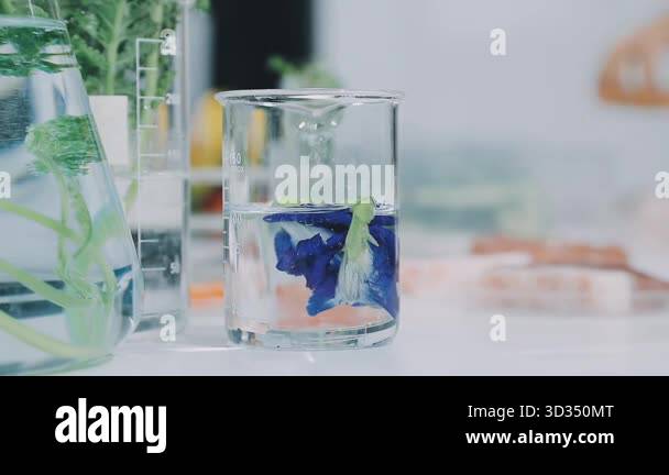 blue flowers in a vase on a table Stock Video Footage - Alamy