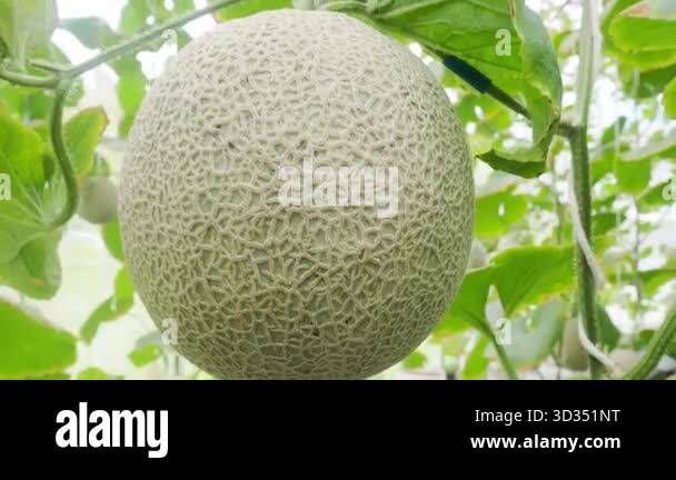 Melon tree fruit Stock Videos & Footage - HD and 4K Video Clips - Alamy