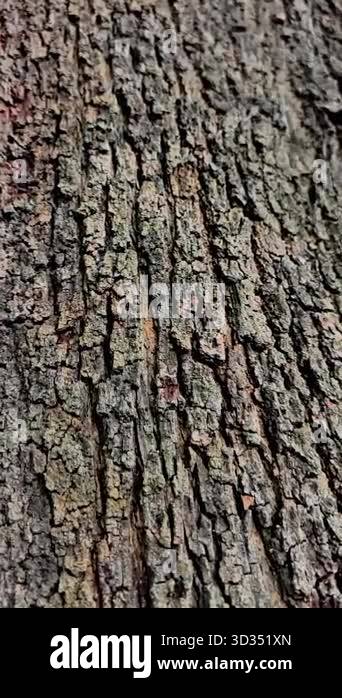 Tree brown bark texture Stock Videos & Footage - HD and 4K Video Clips ...