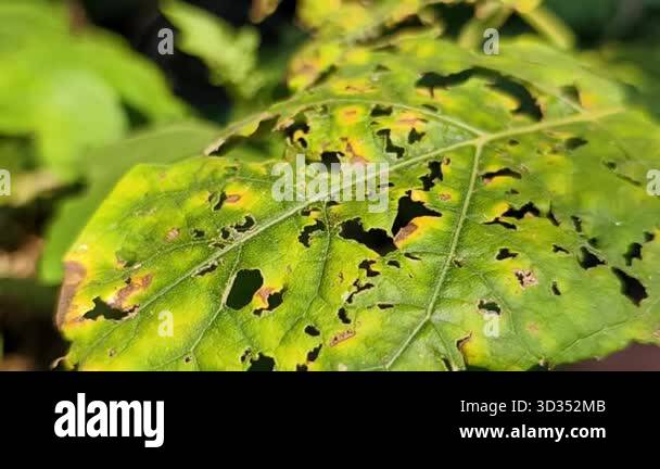 green leaf on the tree Stock Video Footage - Alamy