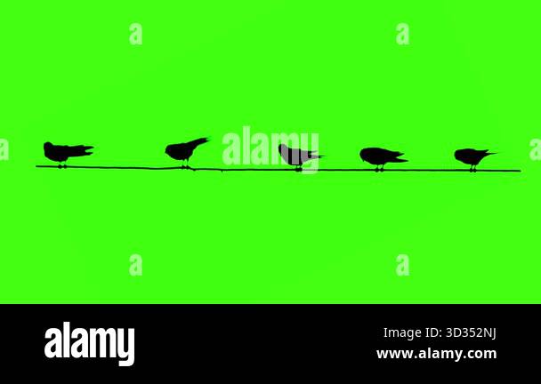 bird icon illustration. color sign illustration symbol. vector Stock ...