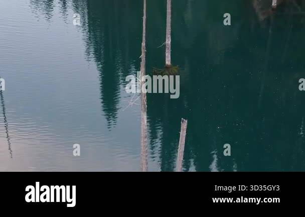 Tranquil lake scene featuring tall trees emerging from calm water ...
