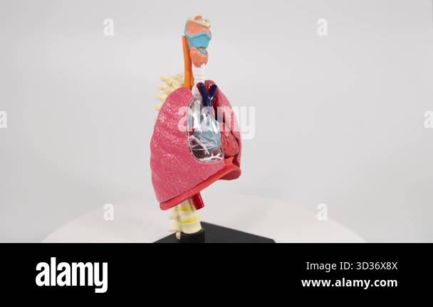 Anatomical plastic model human Stock Videos & Footage - HD and 4K Video ...