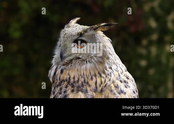 Owl turning head, watching environment closely Stock Video Footage - Alamy
