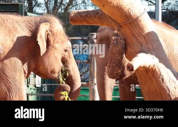 Elephant eating food from a feeder Stock Video Footage - Alamy