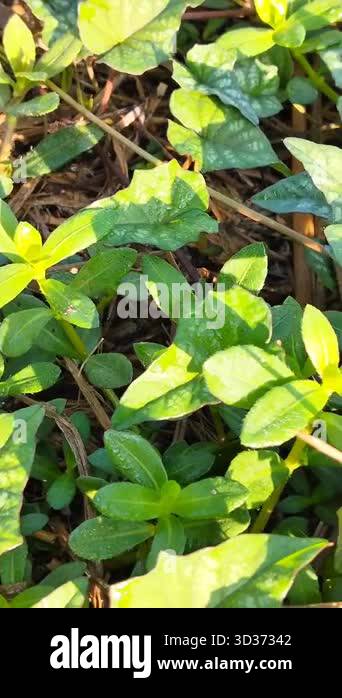 Dense ground cover Stock Videos & Footage - HD and 4K Video Clips - Alamy