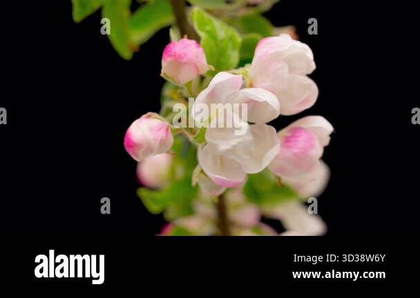 4K Time Lapse of blooming Apple flowers on black background. Spring ...