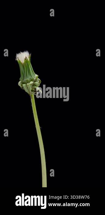4K Time Lapse of Dandelion Seed Head Blossom on Black Background ...