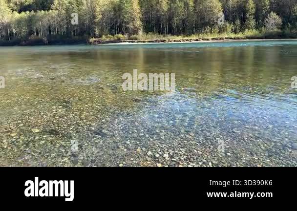 Walking along Skagit river bank while fishing with Pacific salmon ...