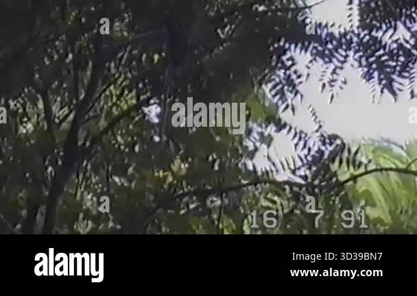 VHS footage marked with a timestamp reveals a dense canopy of tropical ...