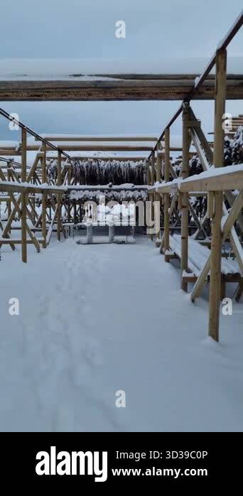 Drying flakes with stockfish cod fish in winter. Reine fishing village ...