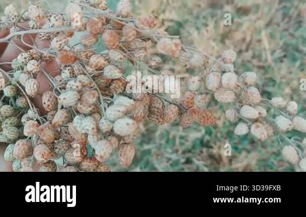 Detailed seed cluster Stock Videos & Footage - HD and 4K Video Clips ...
