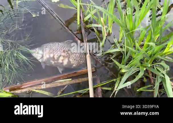 decomposing dead fish in shallow water on bank of forest river Stock ...