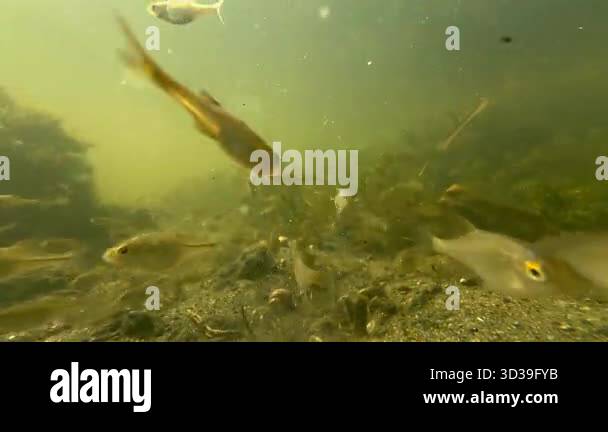 Shoal of freshwater fish quickly swim underwater in fast mountain river ...