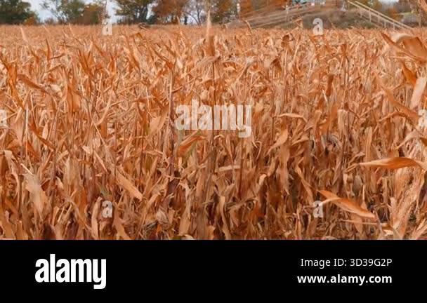 Golden corn field close up background with warm autumn sunlight glow ...