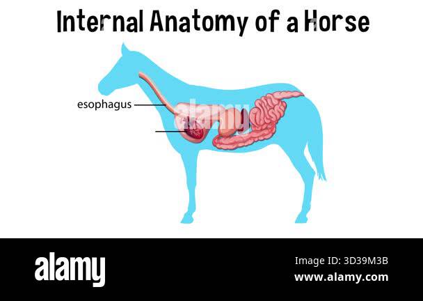 Equine stomach anatomy Stock Videos & Footage - HD and 4K Video Clips ...
