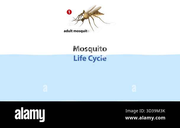 Illustrates Mosquito Development Stages From Egg To Adult Stock Video 5611