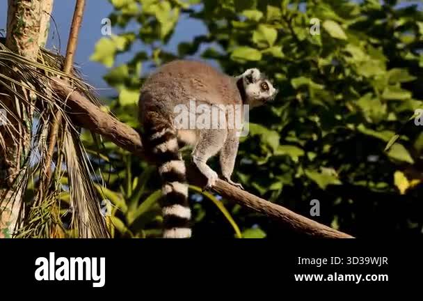 Lemur climbing tree branch in zoo enclosure Stock Video Footage - Alamy