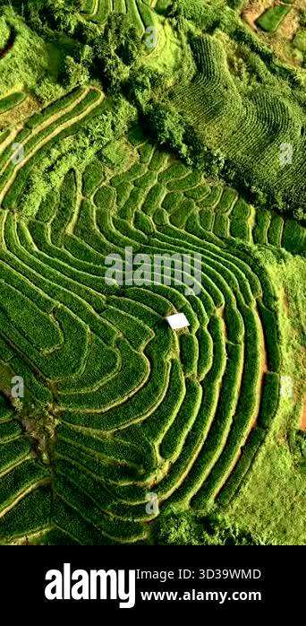 Stunning aerial view of lush rice terraces in Thailand. The intricate ...