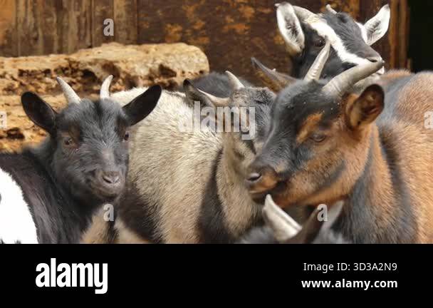 Cameroon goats Stock Videos & Footage - HD and 4K Video Clips - Alamy