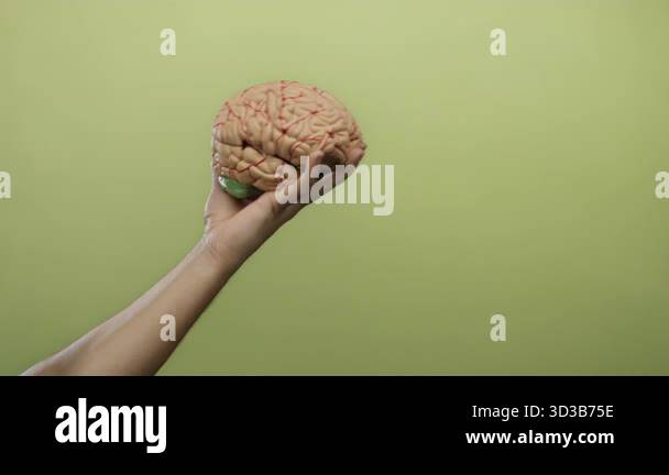 Man holding brain model against yellow wall illustrates anatomy and ...
