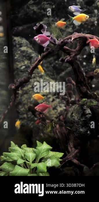A vibrant group of small, colorful fish swimming in a freshwater ...