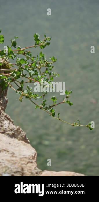 Coastal plants with vibrant green leaves and rocky terrain in sunny ...