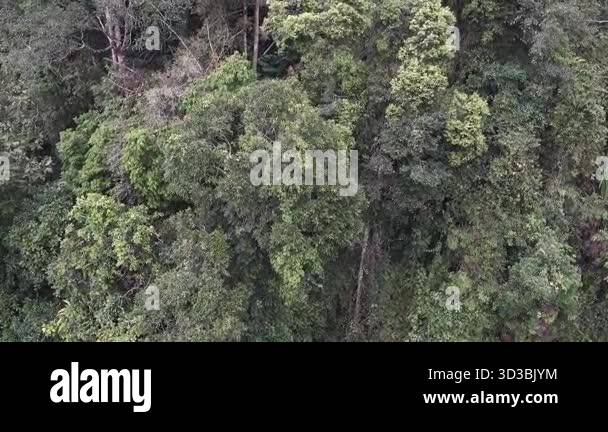 Overhead view of dense tropical forest trees showing rich green foliage ...