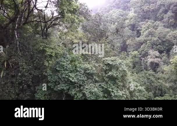 Wide view of a mist-covered tropical forest showing dense green canopy ...