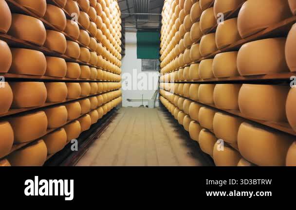 Traditional production process of Parmigiano-Reggiano hard cheese on a ...