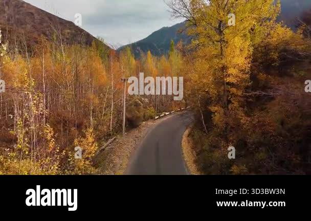 Aerial drone view panorama of yellow and red trees in autumn forest ...