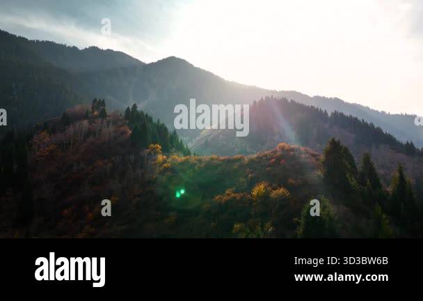 Aerial drone view panorama of yellow and red trees in autumn forest ...
