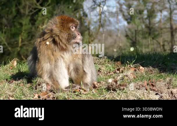 Curious animated monkey looking around in sunny grass field Stock Video ...