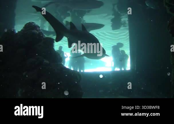 Animated Sharks Swimming in a Blue Aquarium Tank Stock Video Footage ...