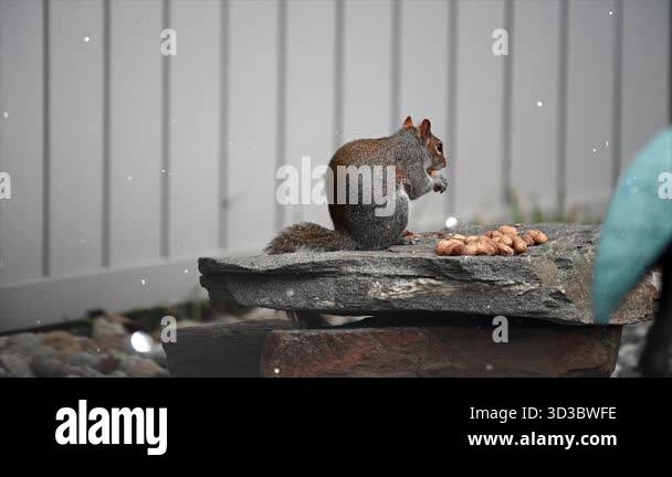 Squirrel Eating Peanuts on a Garden Lawn Stock Video Footage - Alamy