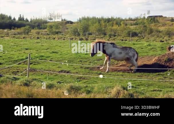 Scratching on back horse Stock Videos & Footage - HD and 4K Video Clips ...