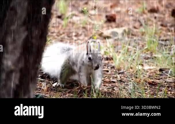 Animated Squirrel Digging for Acorns in the Rain Stock Video Footage ...