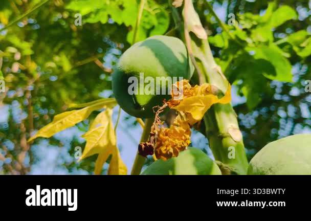 Papaya vegetable Stock Videos & Footage - HD and 4K Video Clips - Alamy