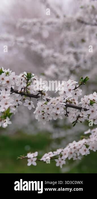 Flowering tree in spring. Flowering tree on the background of nature ...