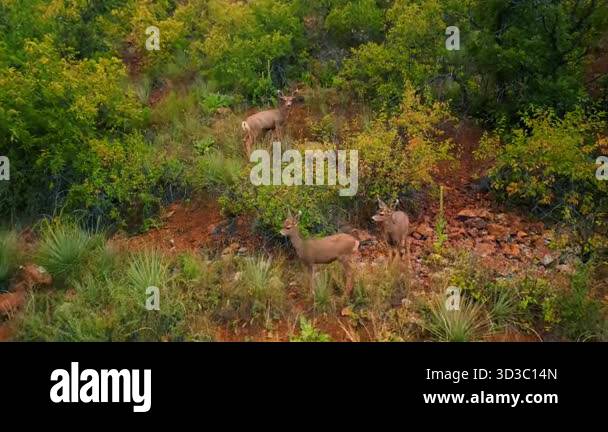 Beautiful deer standing on the rocky slope. Amazing wild animals look ...