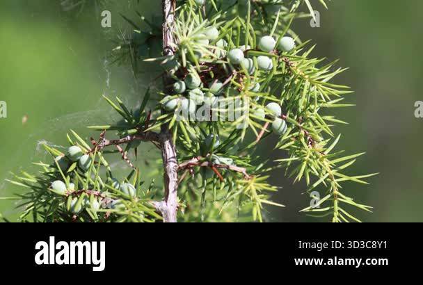 Juniper with berries - Medicinal plant and evergreen tree -Juniperus ...