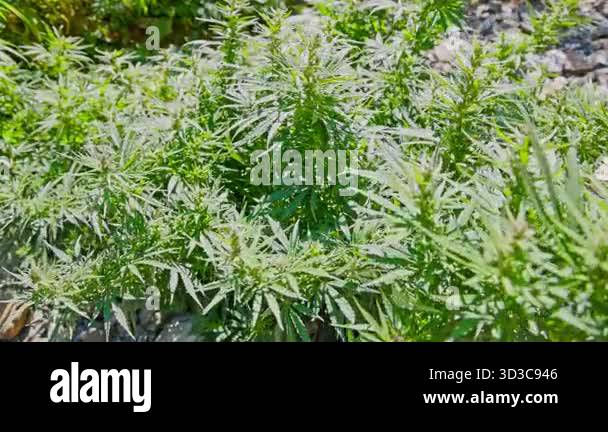 High angle view of Cannabis bush swaying in the wind under direct sun ...