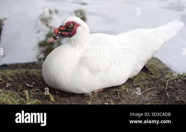 White duck sitting on dirt bank with slight side profile, low angle ...