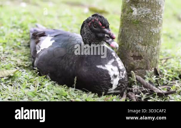 Black and white domestic duck sitting on the grass, in a relaxed ...