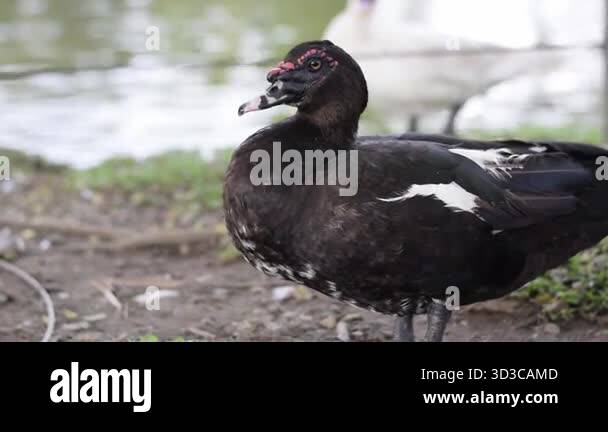 Black duck white spots standing Stock Videos & Footage - HD and 4K ...