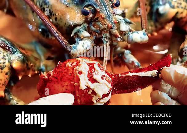 Fresh lobster tender meat showcased with live lobster footage in the ...