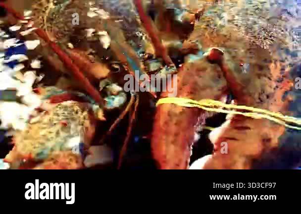 Lobster Platter a premium Lobster buffet plate, seafood dish ...