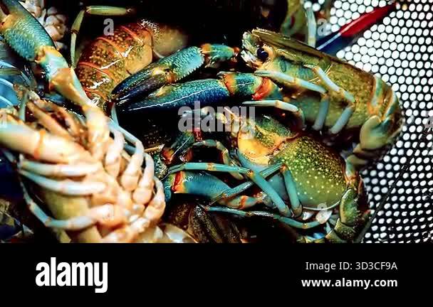 Crawfish - Cooked Crawfish, raw crawfish beautifully transformed by the ...