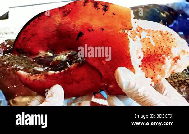 Fresh lobster tender meat showcased with live lobster footage in the ...